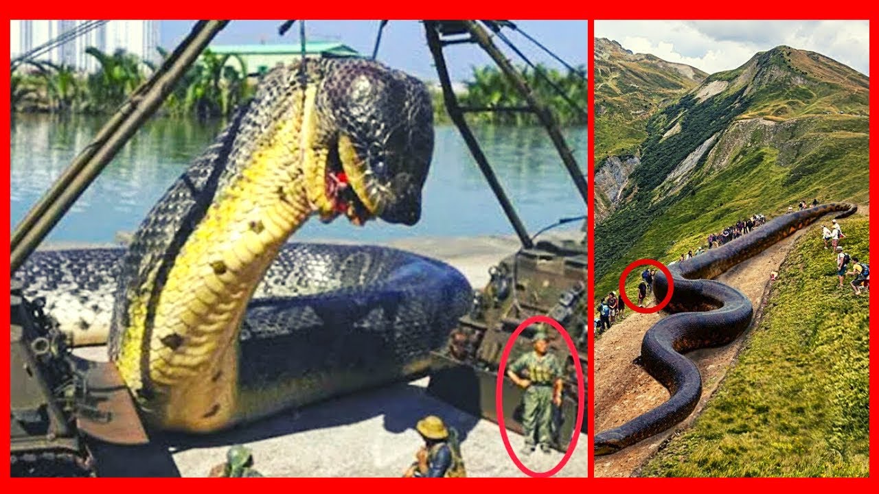বিশ্বের 10টি বড় সাপ দেখলে অবাক হবেন │ 10 biggest snakes ever found ...