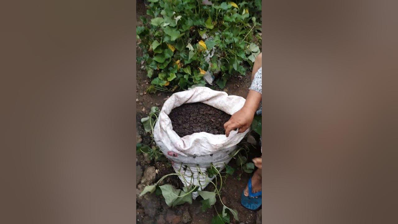 menanam ubi rambat di dalam karung.. - YouTube