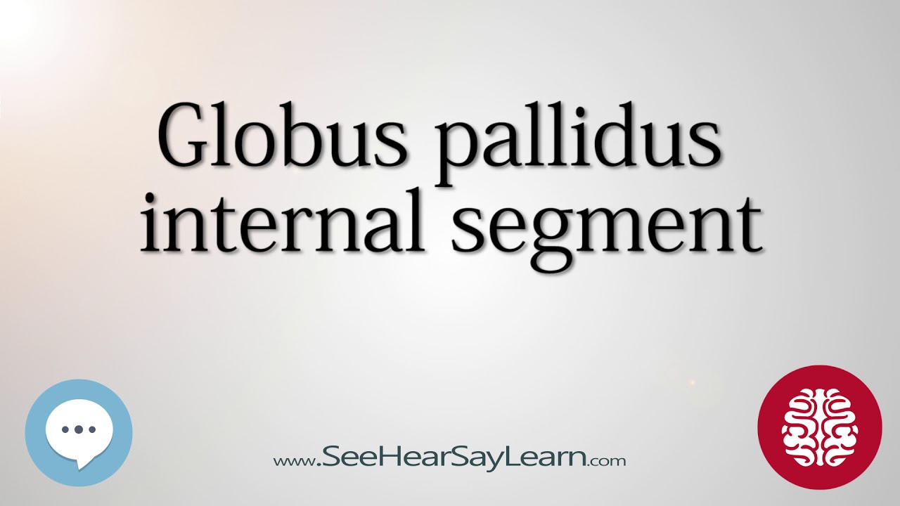 Globus pallidus internal segment Anatomy of the Brain SeeHearSayLearn 🔊 ...