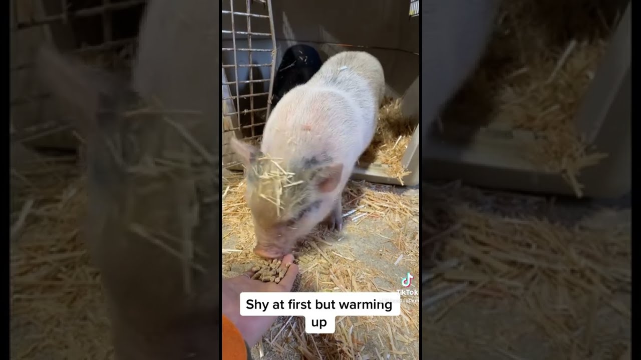 Socializing Mini Pigs - YouTube