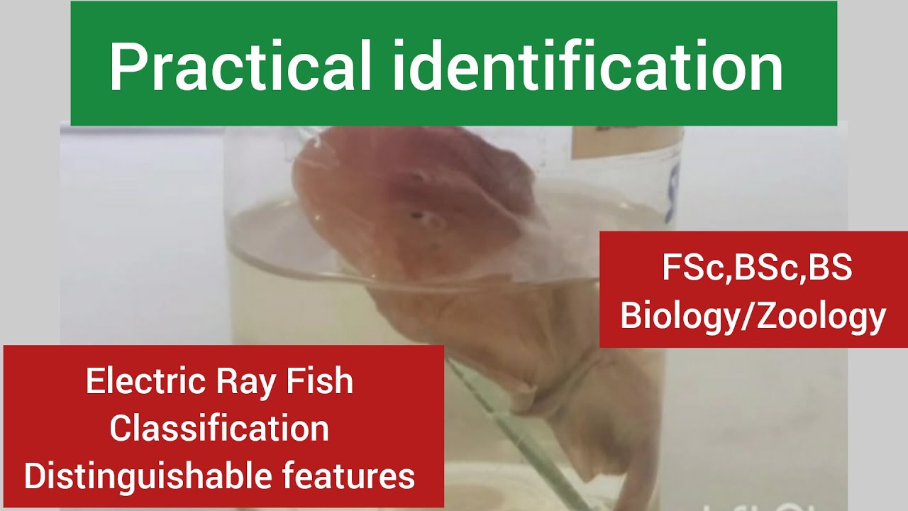 Electric ray distinguishable features|Ray fish characteristics ...