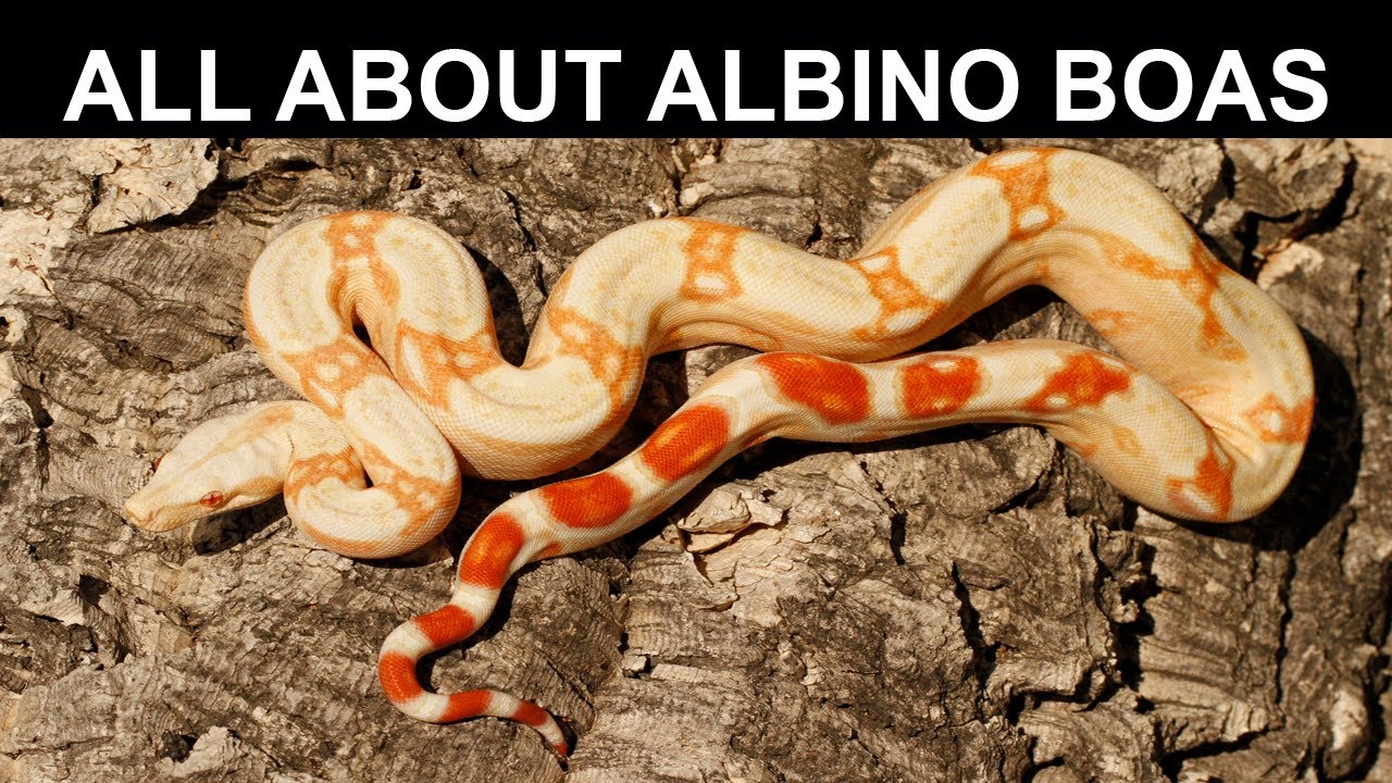 All About Albino Boas - YouTube