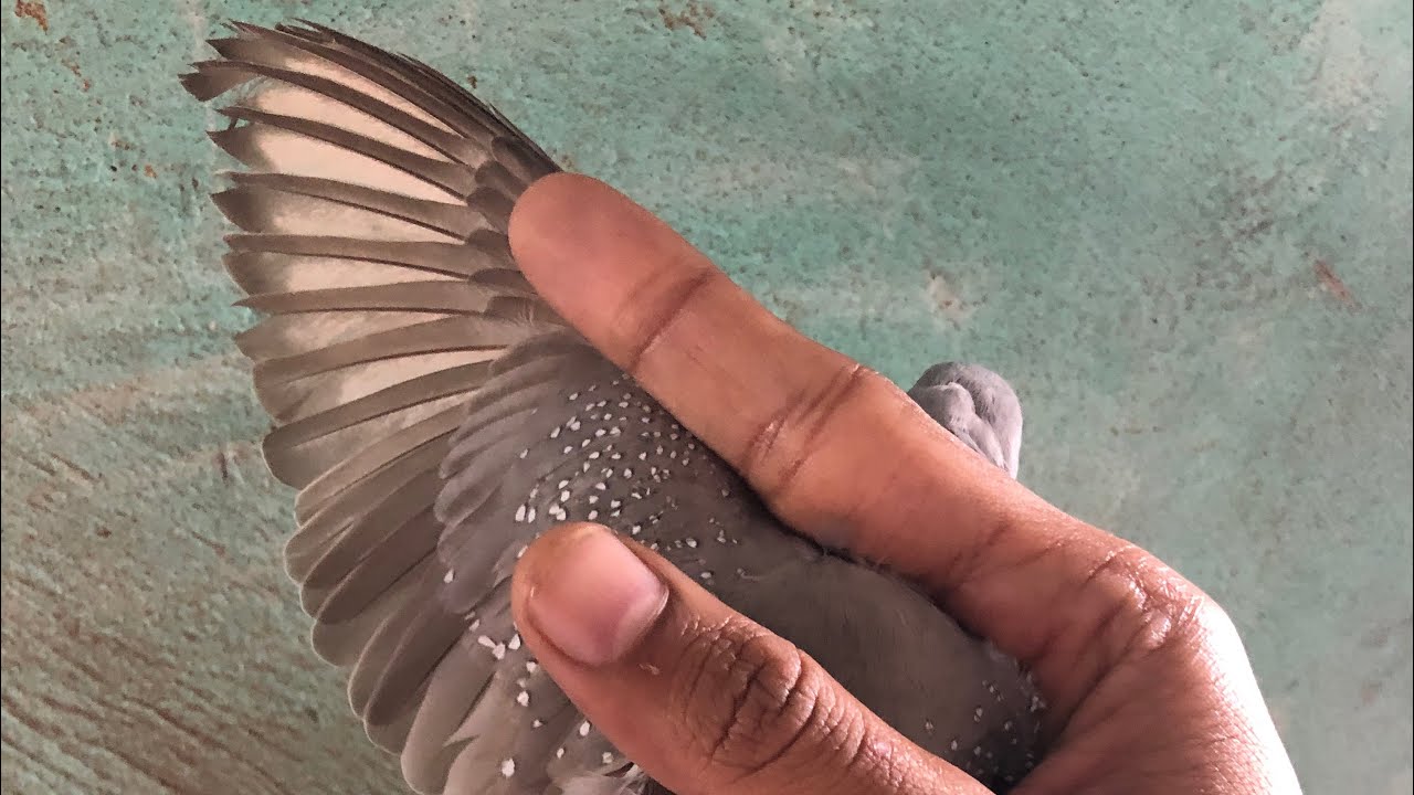 Diamond Dove birds Information Vedio ( Original silver Dove ) - YouTube