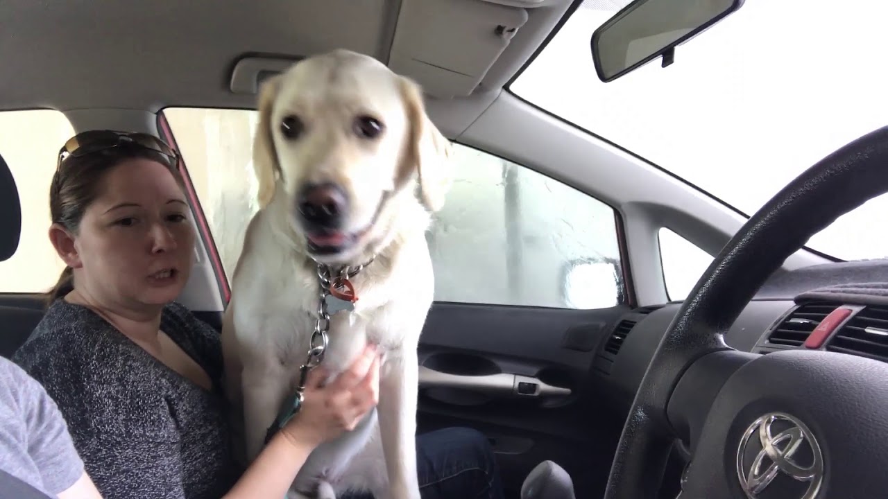 Banjo The White Labrador - First Car Wash - YouTube