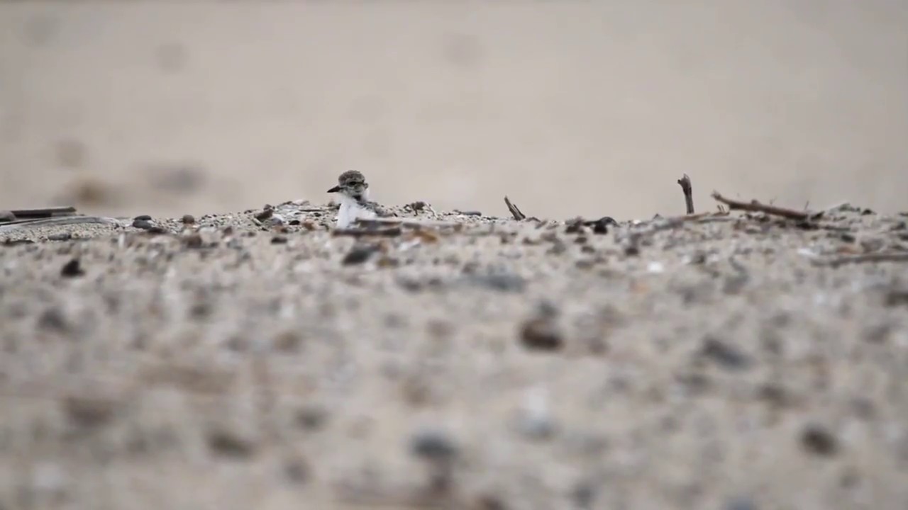 Western Snowy Plover bouncing back on California beaches - YouTube