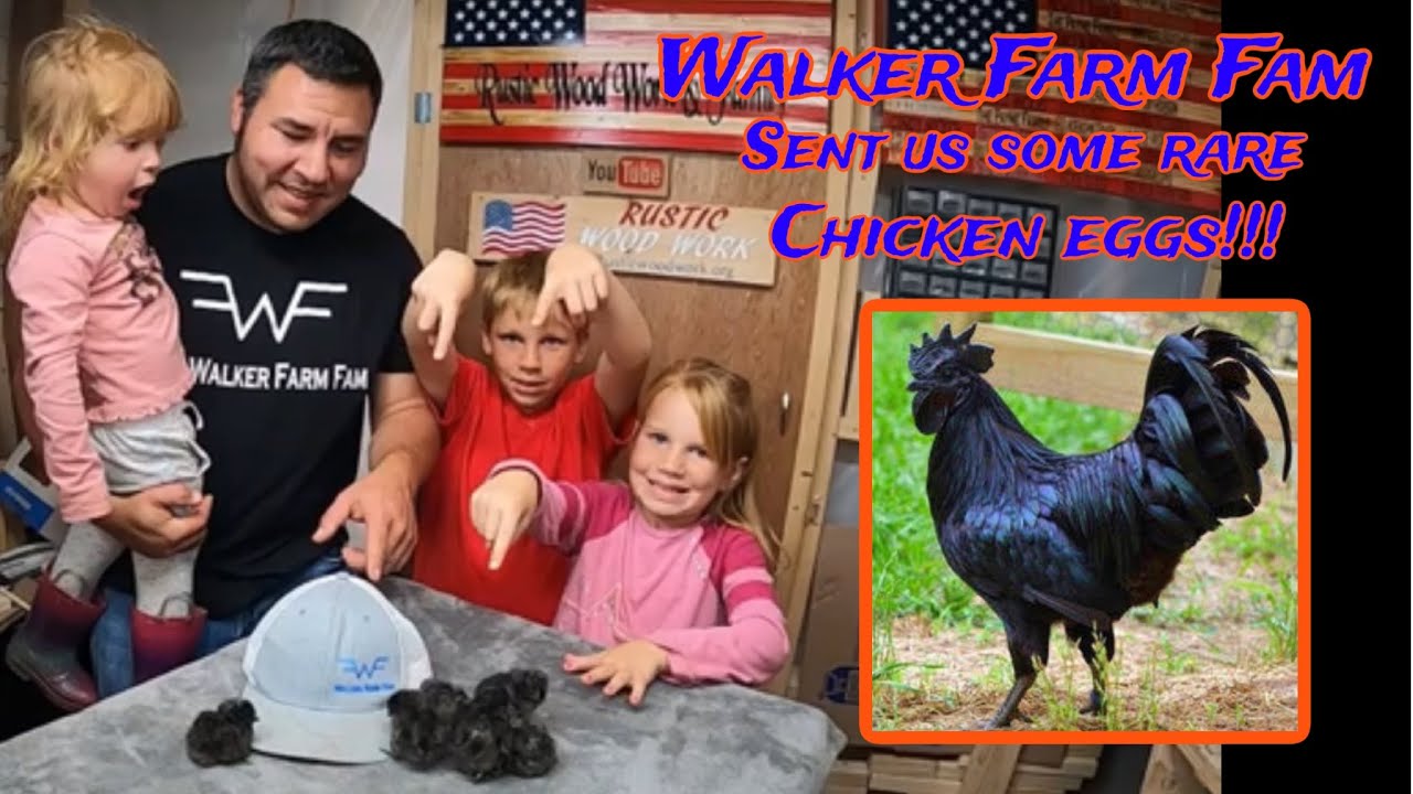 Walker Farm Fam sent the kids a rare breed of Chicken eggs. Look what ...