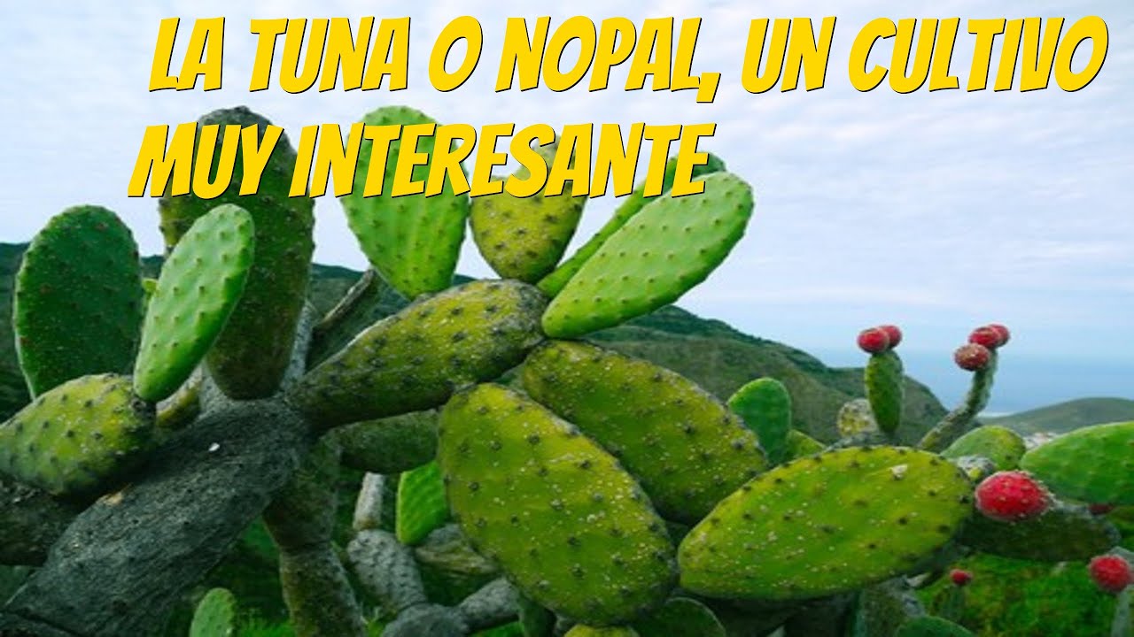 El Nopal o tuna, un cultivo muy interesante - YouTube