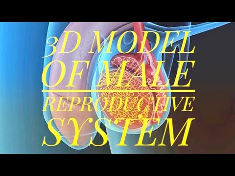 VIEW THE 3D MODEL OF MALE REPRODUCTIVE SYSTEM - YouTube