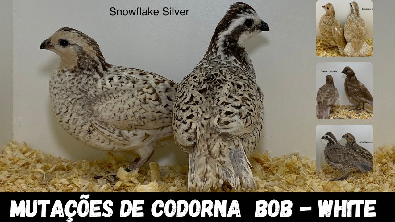 CODORNAS BOB - WHITE E SUAS MAIS DE 22 MUTAÇÕES - YouTube