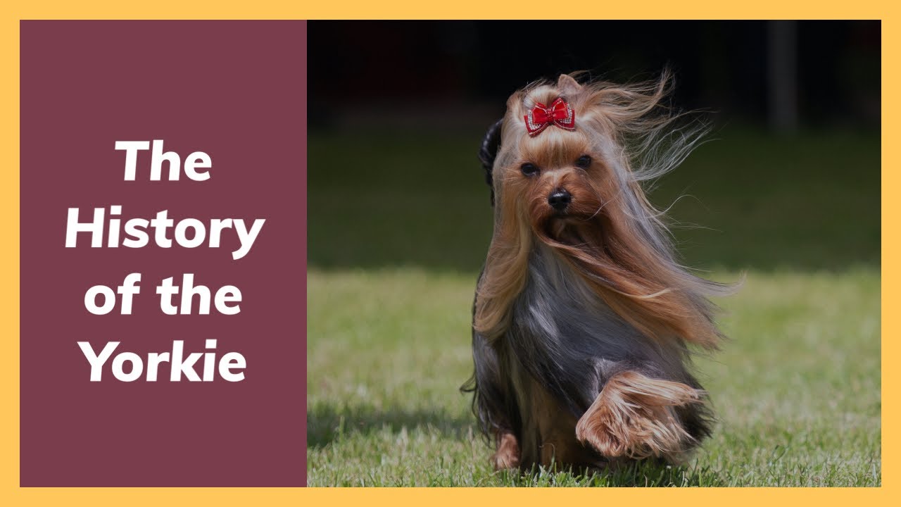 How the Yorkie came to be: The Origin Story of Yorkshire Terriers 2023 ...