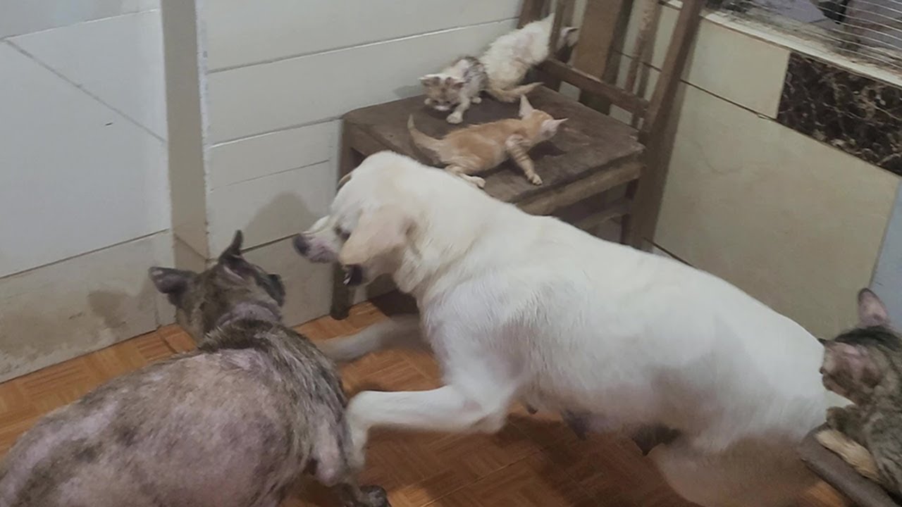 Angry Mother Dog Attacks And Doesn't Let Female Dog Approach Kittens ...