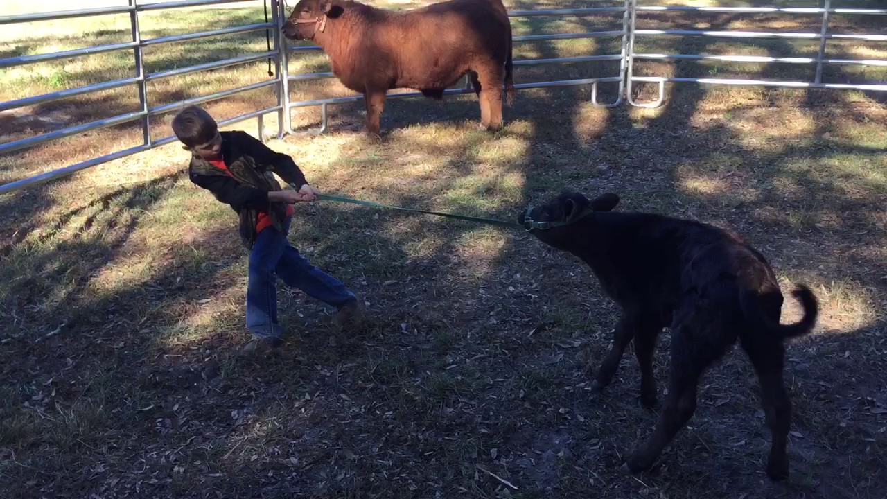 Evan breaking a bull calf - YouTube