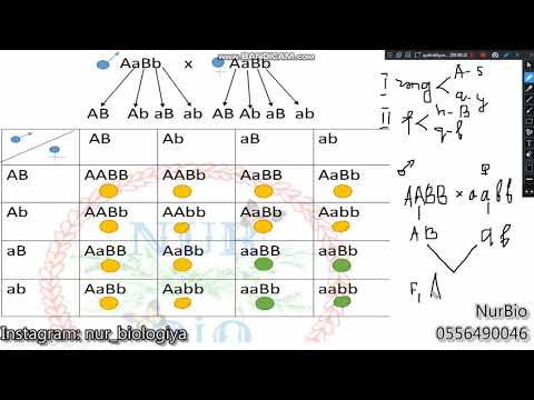 Dihibrid və Polihibrid çarpazlaşma - NurBio - YouTube