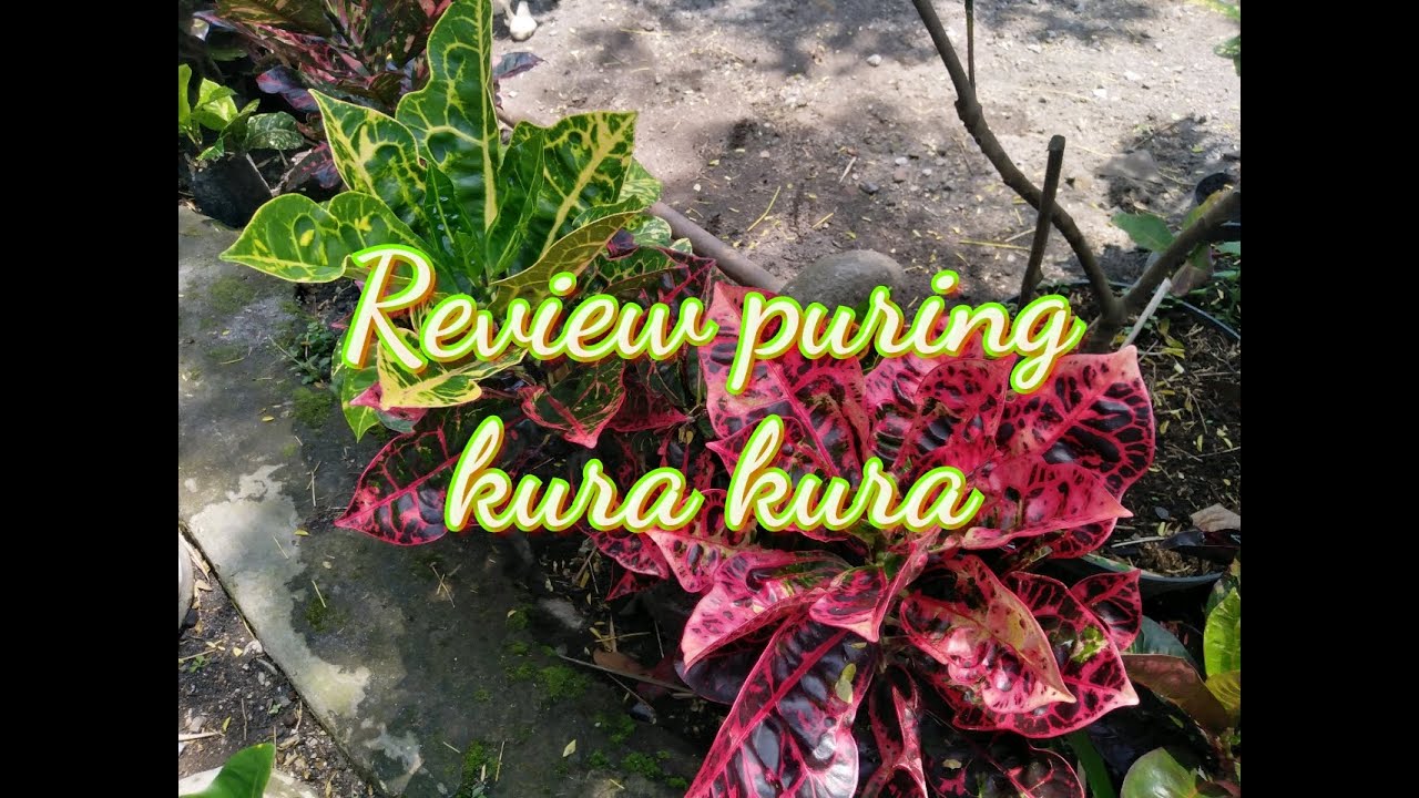 HARGA DAN KARAKTER PURING KURA KURA - YouTube