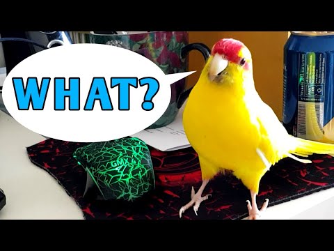 A cheeky kakariki sees himself on video 👀🐥 see what happens