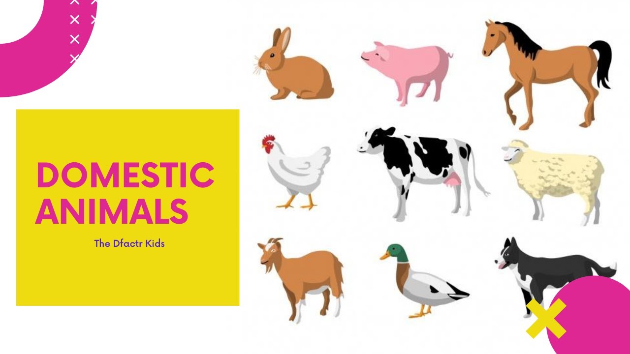Learn Domestic Animals In French Learn Domestic Animals Sound And learn-domestic-animals-in-french-learn-domestic-animals-sound-and