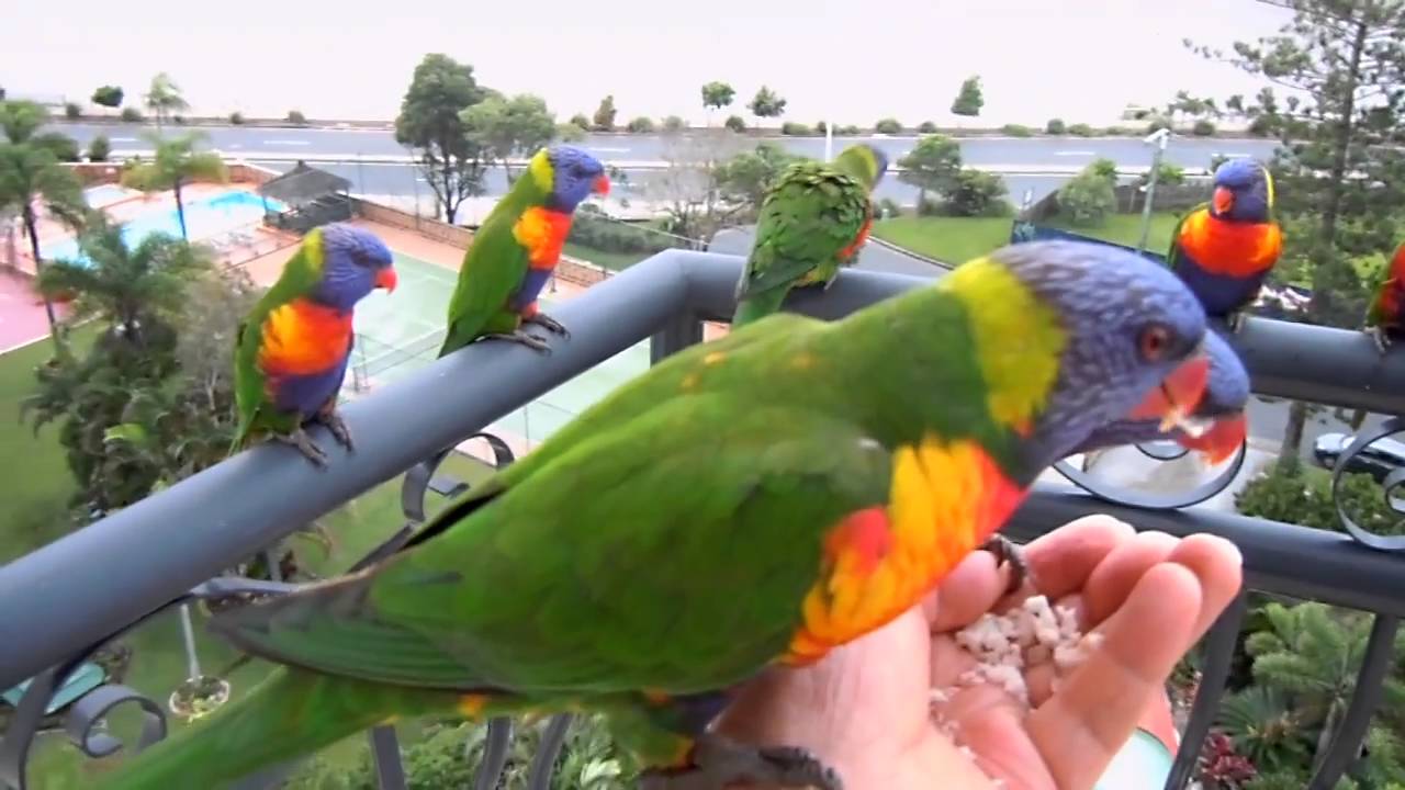 Wild rainbow lorikeets in Gold Coast 2011 DSCN6913.MOV - YouTube