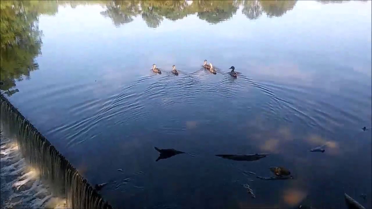 Ducks at Toisnot Park in Wilson, NC - YouTube