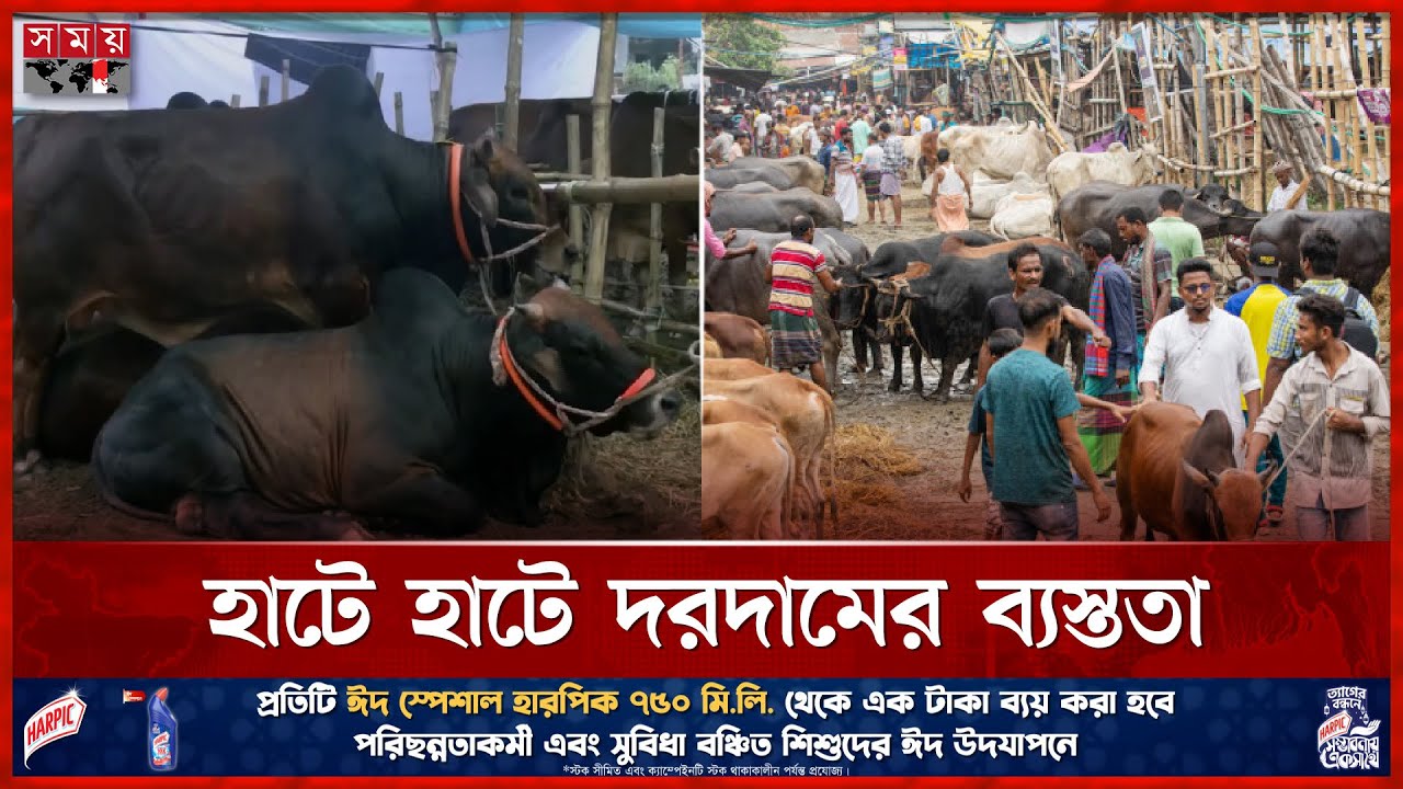 ছোট ও মাঝারি গরুর চাহিদা বেশি, ক্রেতা কম বড় গরুর | Qurbani Cow Haat ...