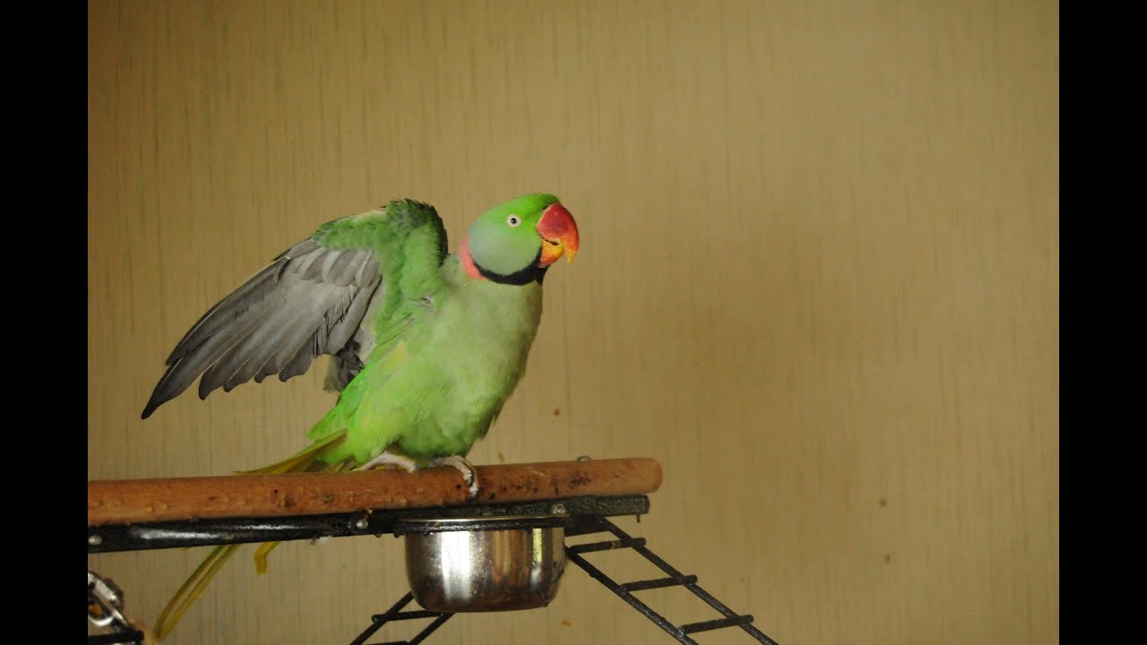 Alexandrine Parrot | Performing Tricks - YouTube