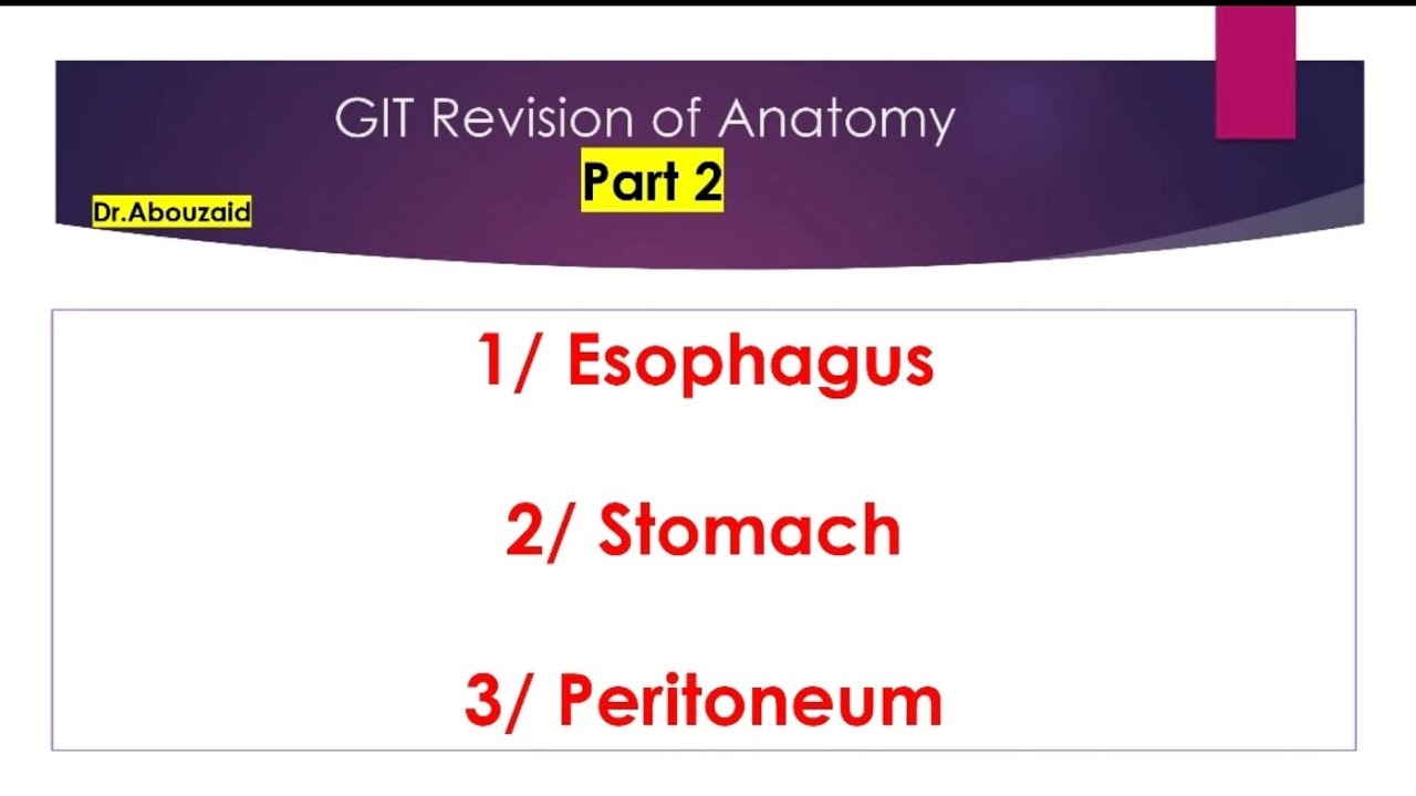 (part 2) Revision of anatomy Git - YouTube
