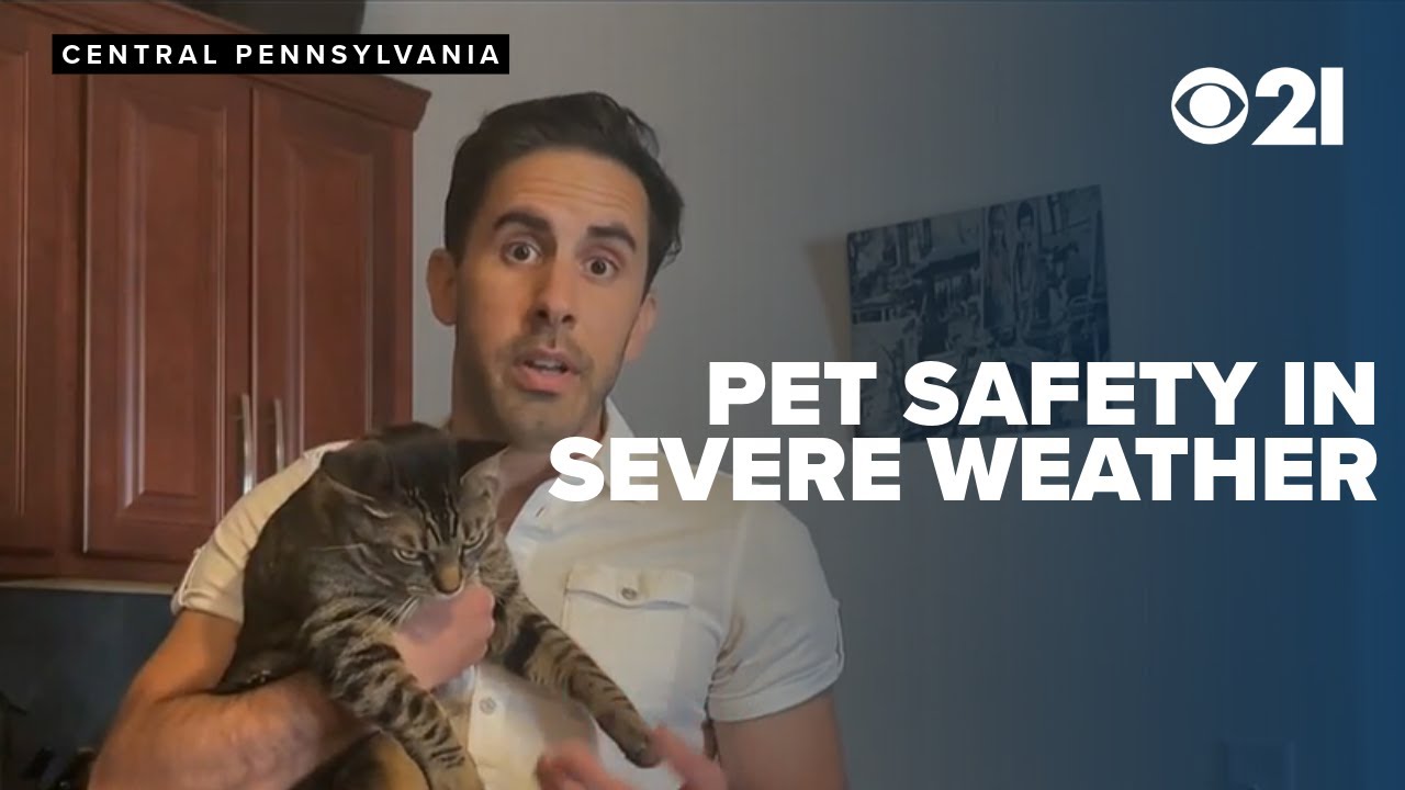 Severe Weather Awareness Week: Keeping pets safe during a warning - YouTube