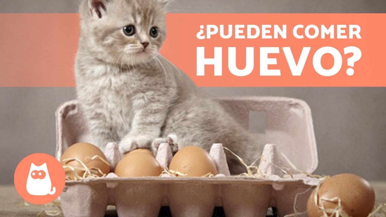 Se Supone Que Los Perros Comen Huevos