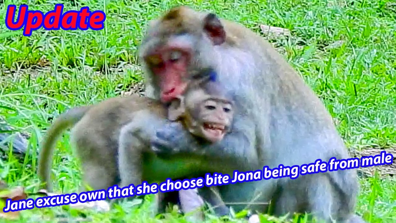 JANE MONKEY FAMILY UPDATE #DSCN0452 - YouTube