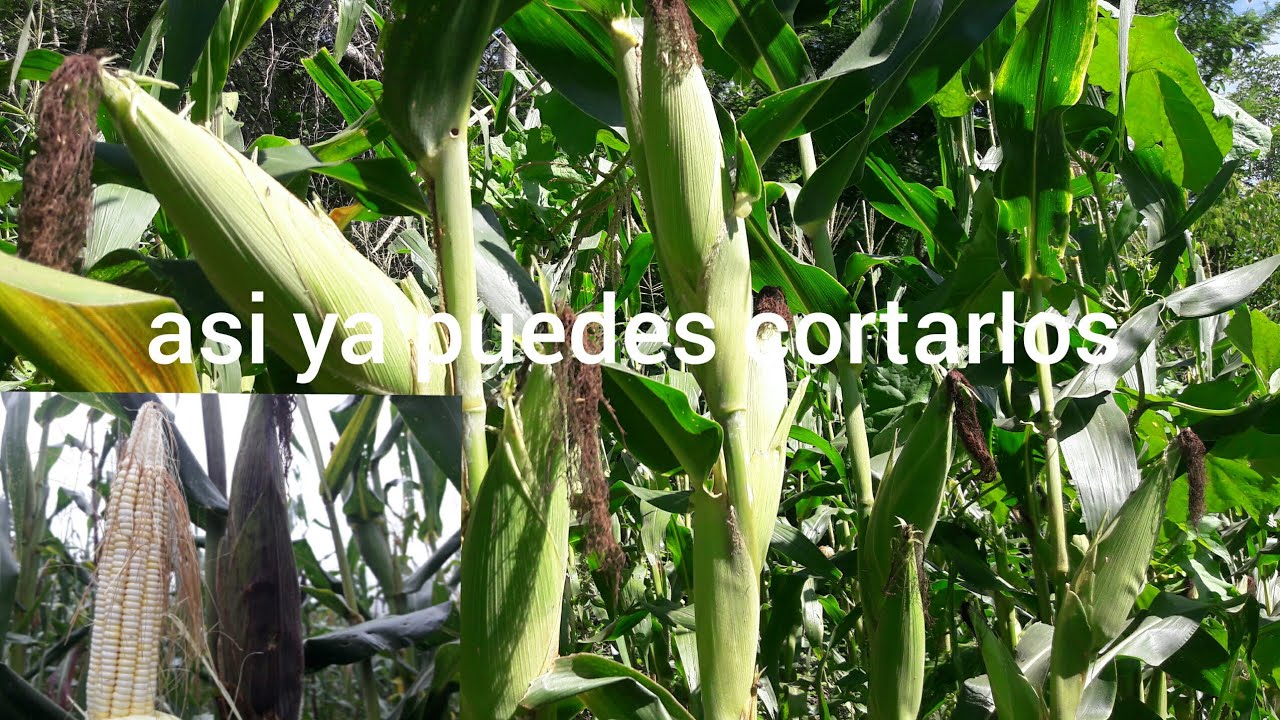 cómo sembrar maíz y como saber cuando cortar los elotes. - YouTube