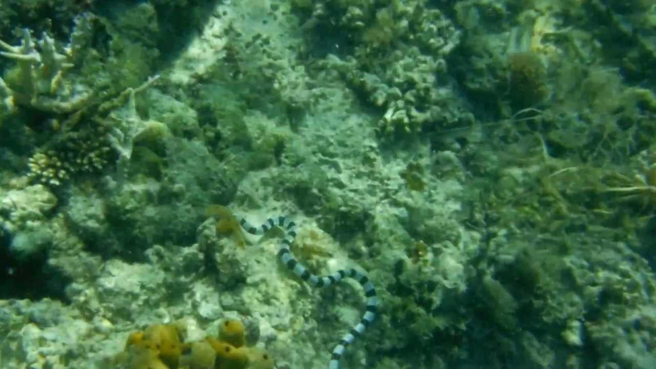 Banded Sea Snake- Yasawa Islands, Fiji - YouTube