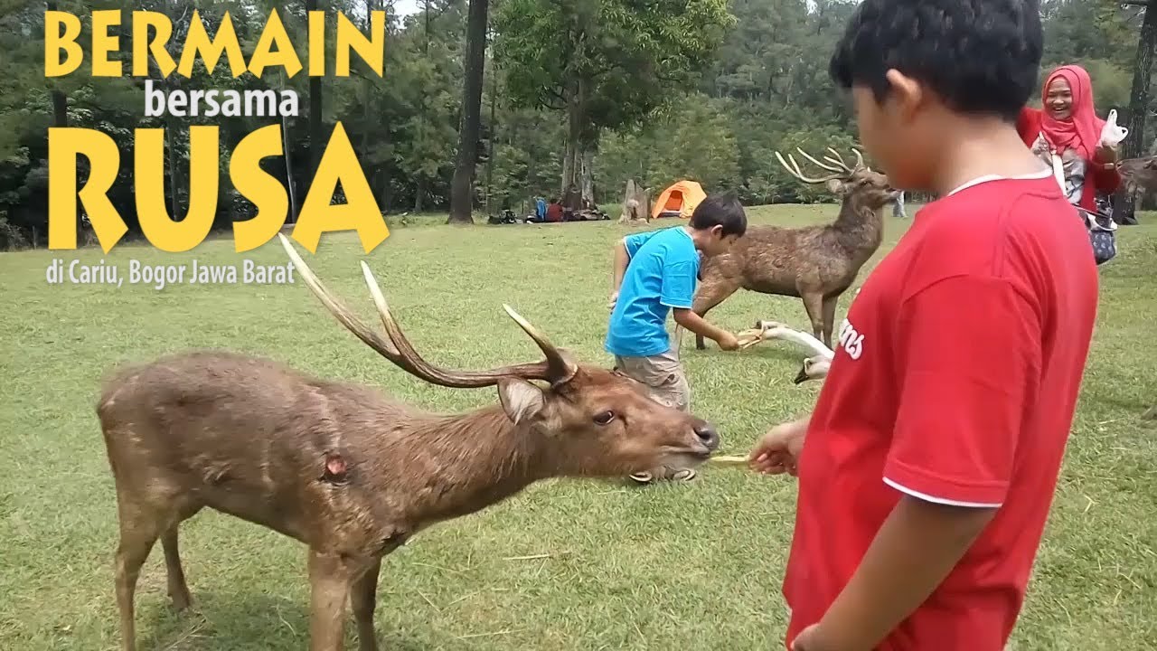 Memberi Makan Rusa di Penangkaran Rusa Cariu - Wisata Alam di Bogor ...