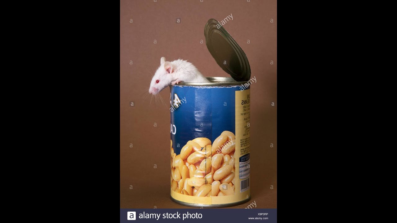Number 19: Mouse in Baked Beans - YouTube