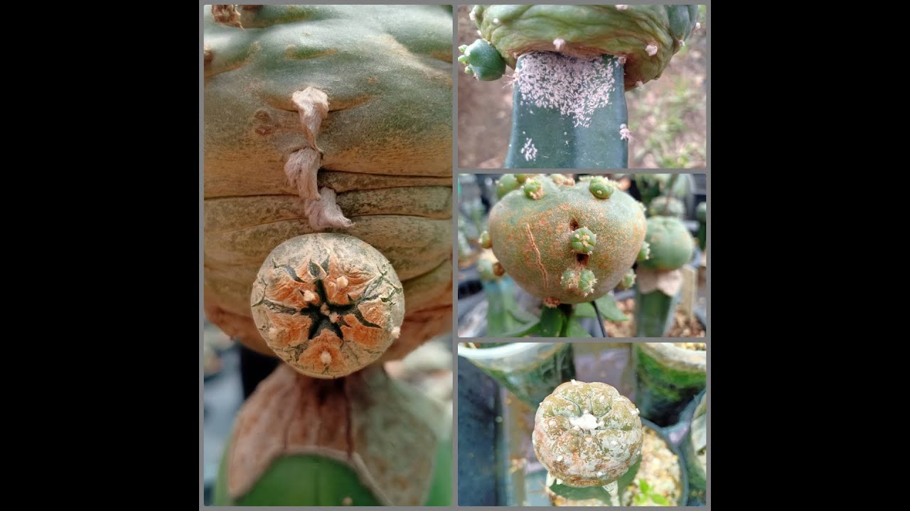 peyote sickness and parasite prevention - YouTube