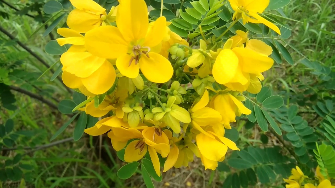 Begini 34+ Tanaman Bunga Kuning yang Mantul! - Informasi Seputar ...