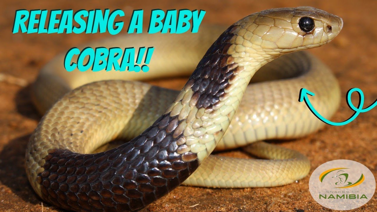 Anchieta’s Cobra Release! - YouTube