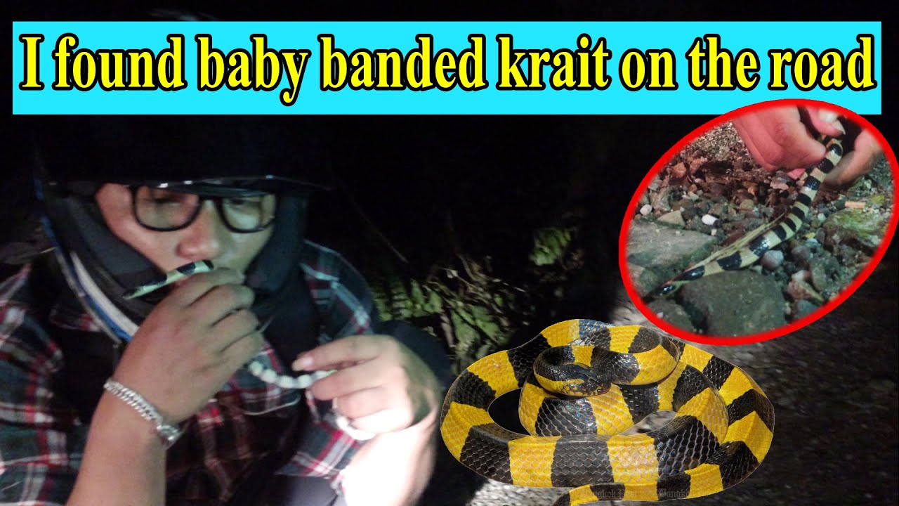 I found baby banded krait on the road || rescue baby banded krait ...