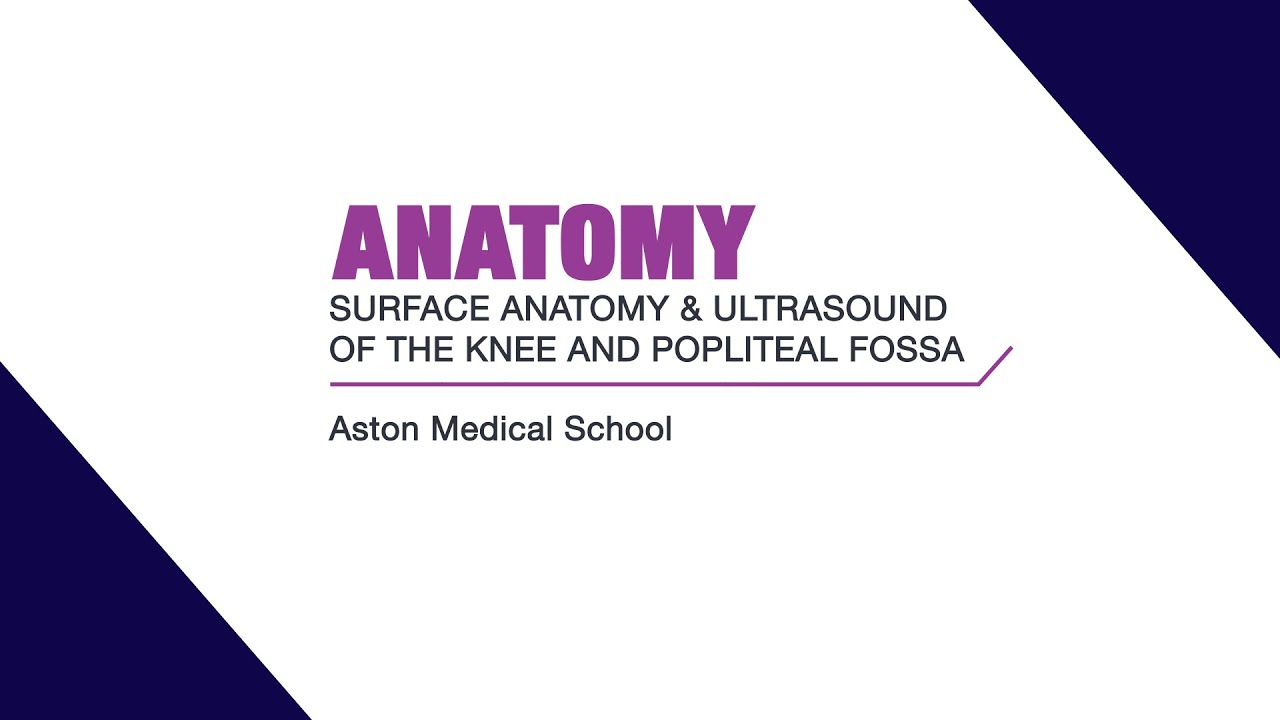 Surface anatomy and ultrasound of the knee and popliteal fossa - YouTube