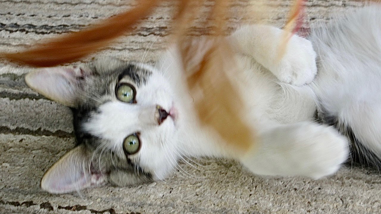 Our Cats #219 - Grashak Is One Busy Kitten! - YouTube