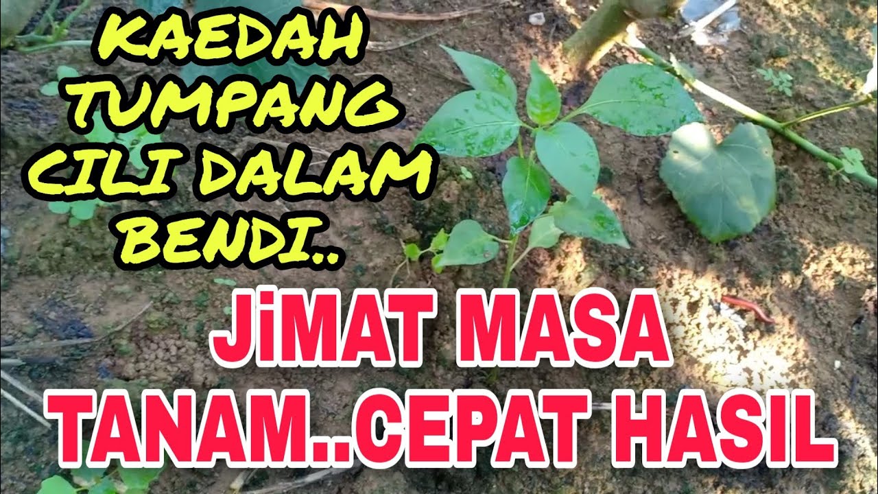 Kaedah Tanam Cili Dalam Plot Tanaman Bendi (Integrasi Cili dan Bendi ...