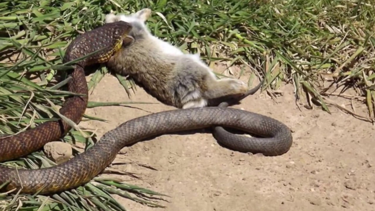 Nuôi con tê tê. ?! - YouTube