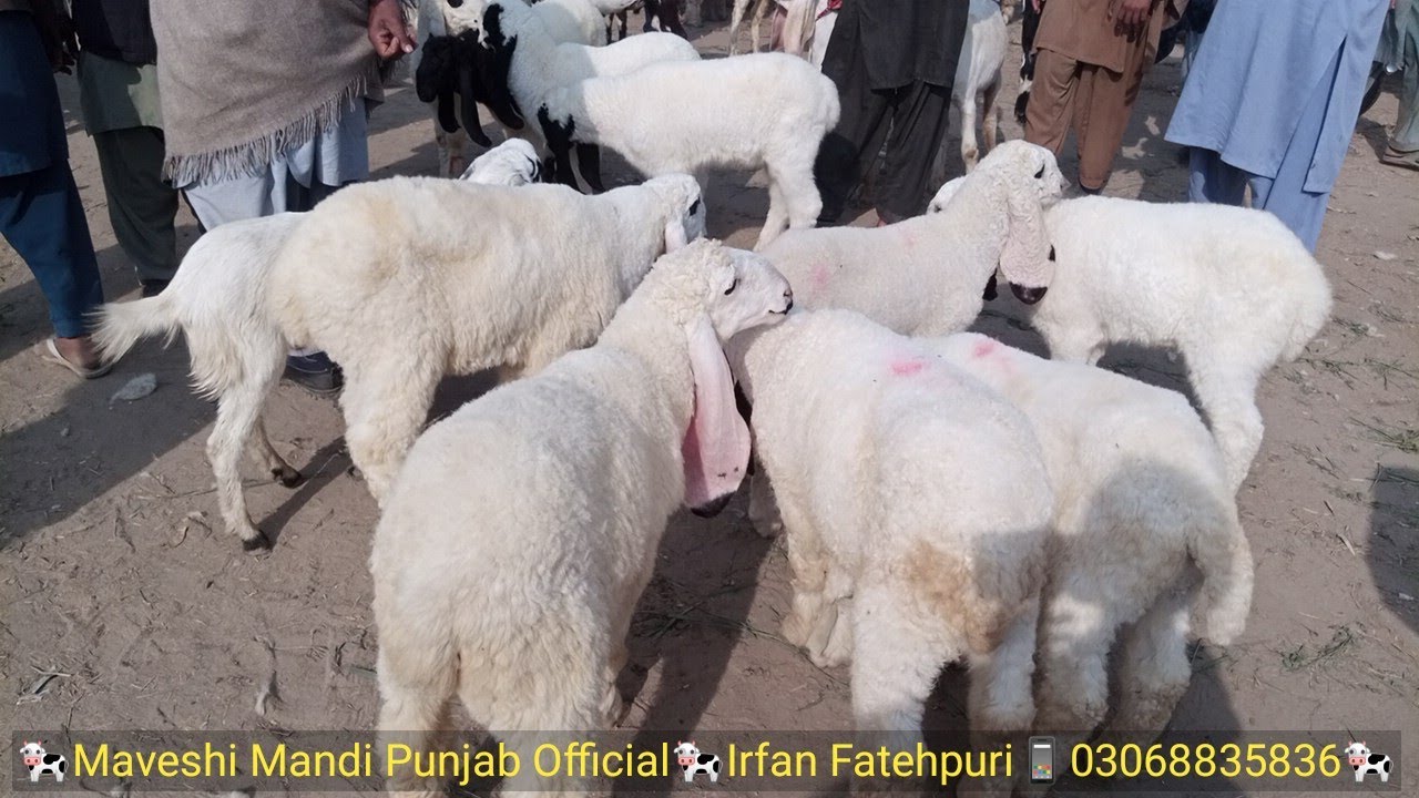 Kajla Chatra For Sale in Punjab - Kajla Chatra Price in Pakistan ...