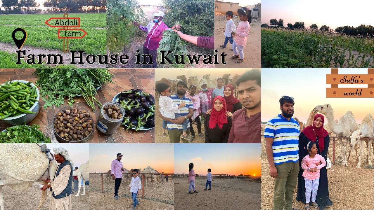 A Day Spent In Abdali Farm | Farm House In Kuwait | Greenery in Desert ...