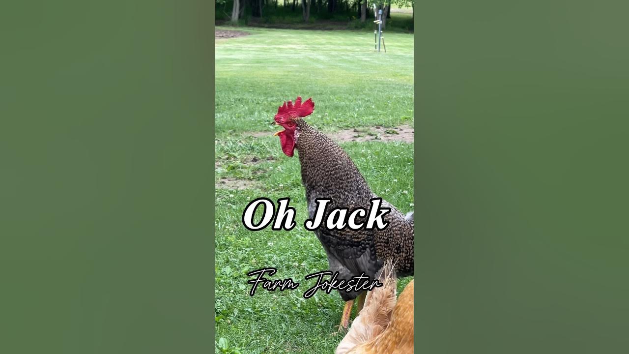 Jack, Oh Jack, Jackkkyyy Booyy #jack #ohjack #jackyboy #rooster #chickens #nameyellingchicken ...