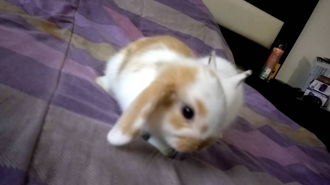 Conejitos Divertidos y graciosos - YouTube