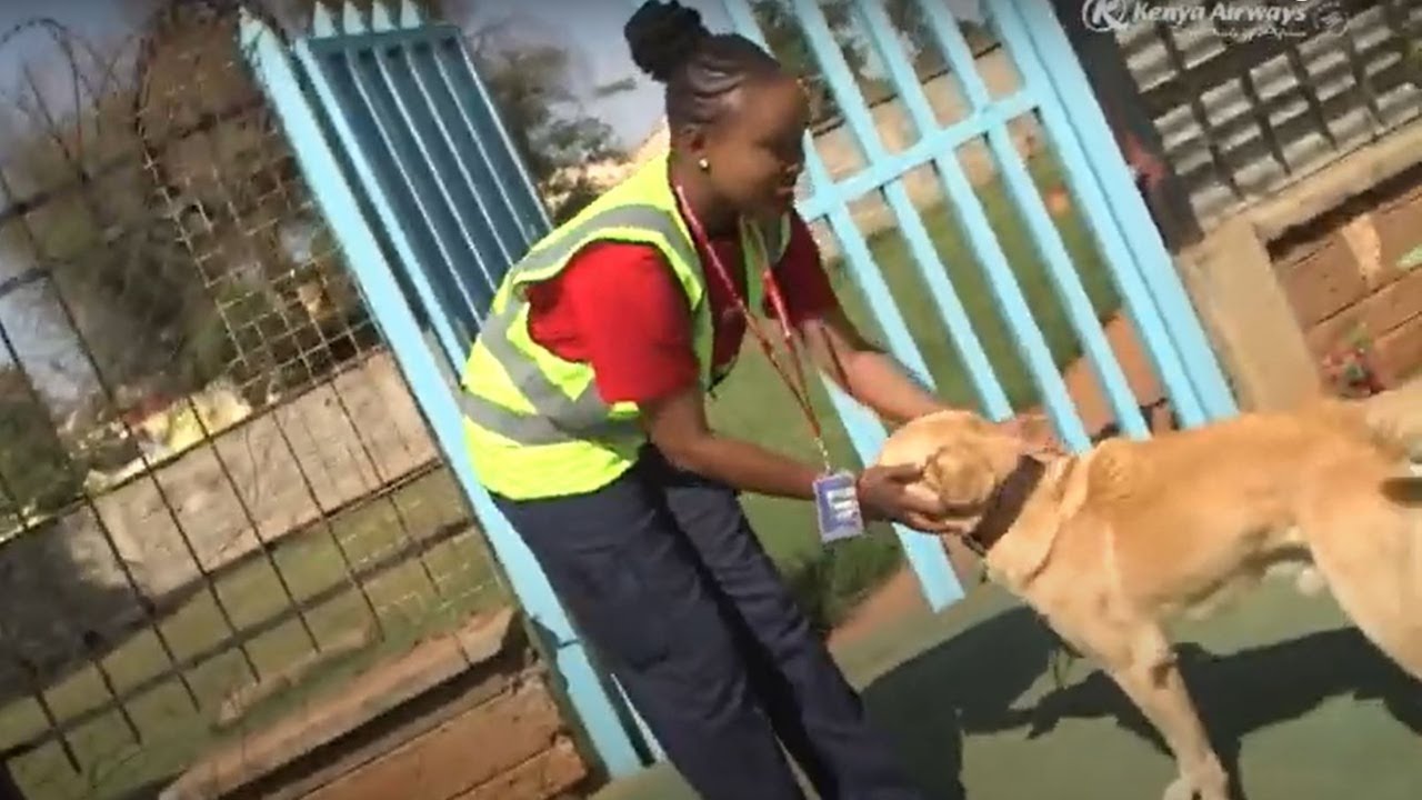 There is only one certified female dog handler in Kenya's aviation and ...