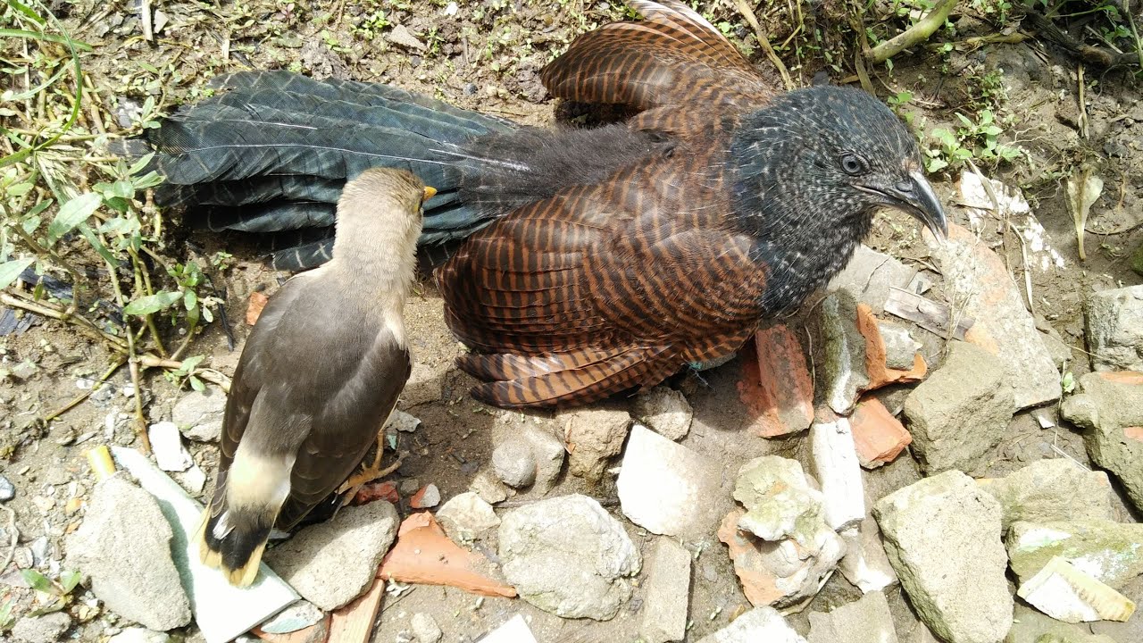 Let Bird be Bird: Adopting and Caring for 2 baby Birds in the First ...