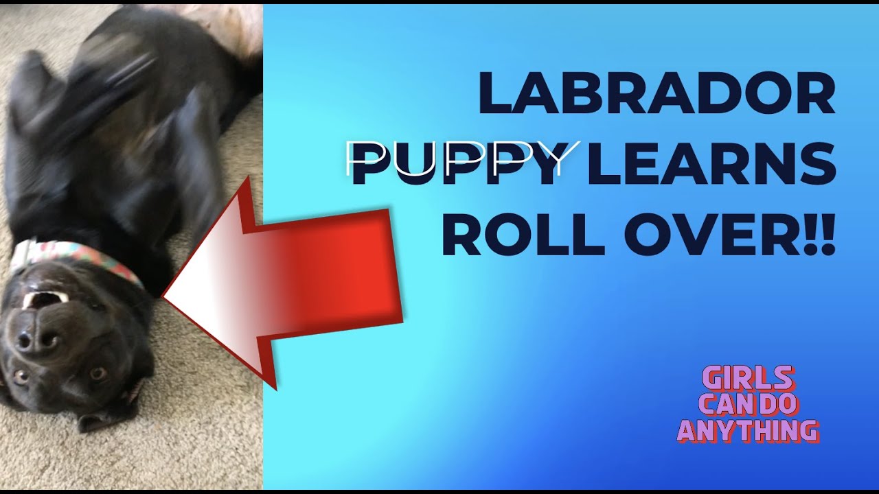LABRADOR PUPPY LEARNS ROLL OVER!! - YouTube