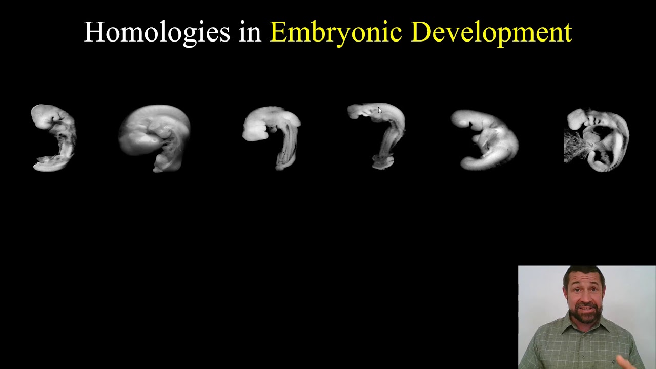 2_3 Evidence for Evolution 7: Homologous Embryonic Development - YouTube