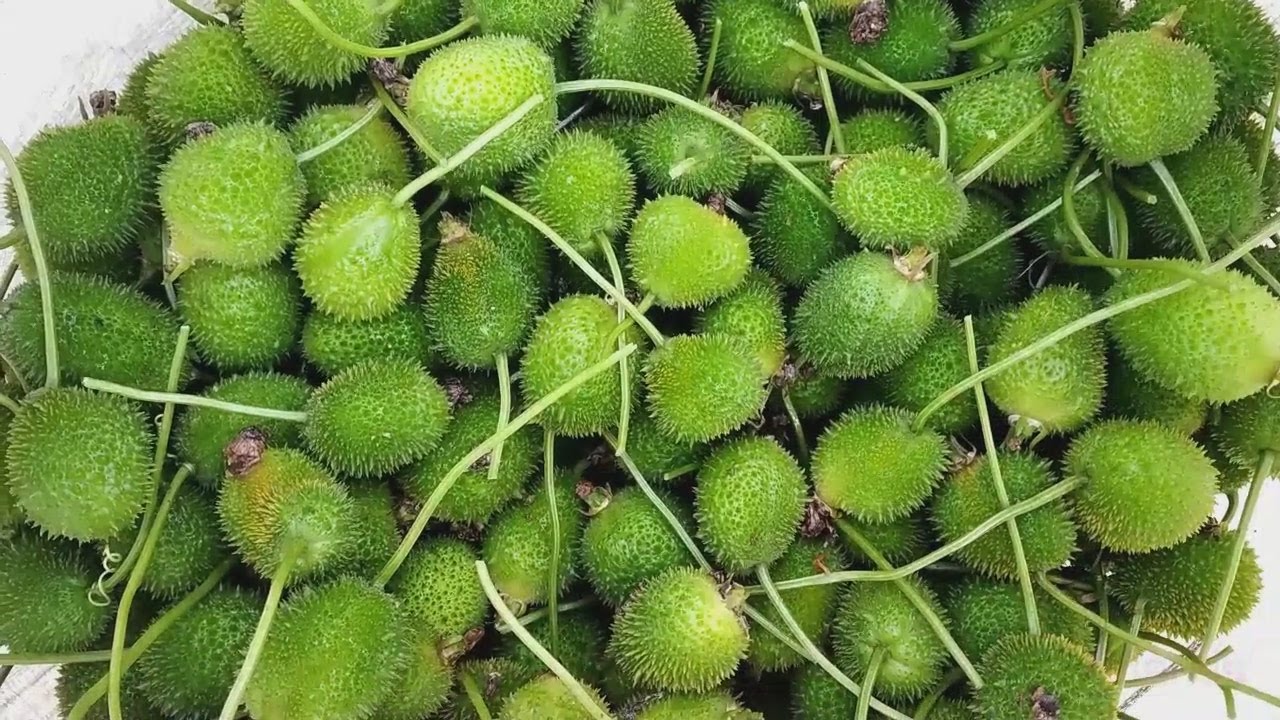How to grow Kantola, Kankrol, Spinegourd. Grow healthy and testy ...