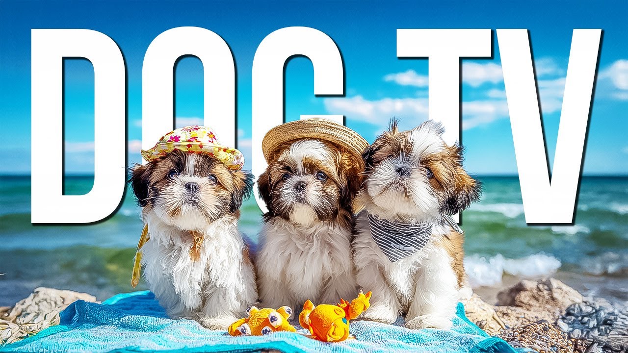 DOG TV: Beach Adventures for Dogs 🌴 - Relaxing Waves & Happy Dog Clips ...